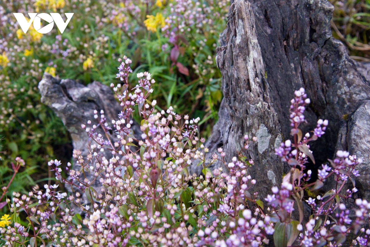 Say đắm sắc hoa chi pâu trên đỉnh Tà Chì Nhù