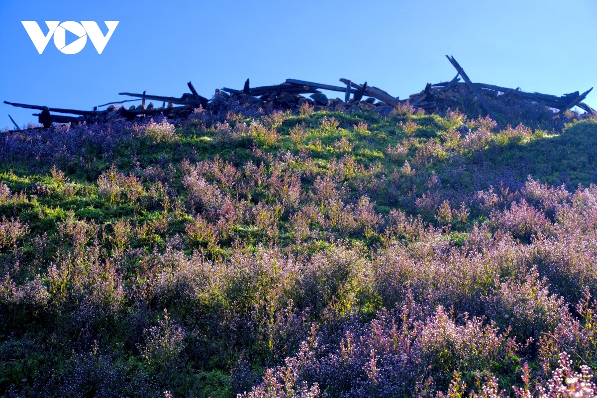 Say đắm sắc hoa chi pâu trên đỉnh Tà Chì Nhù