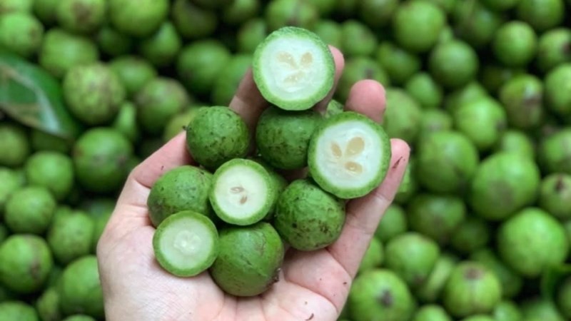 Những công dụng tuyệt vời của quả sấu