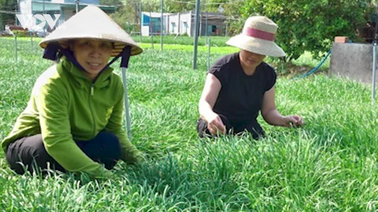 Loại rau trồng 1 lần bán 10 năm VIDEO CLIP | soha.vn