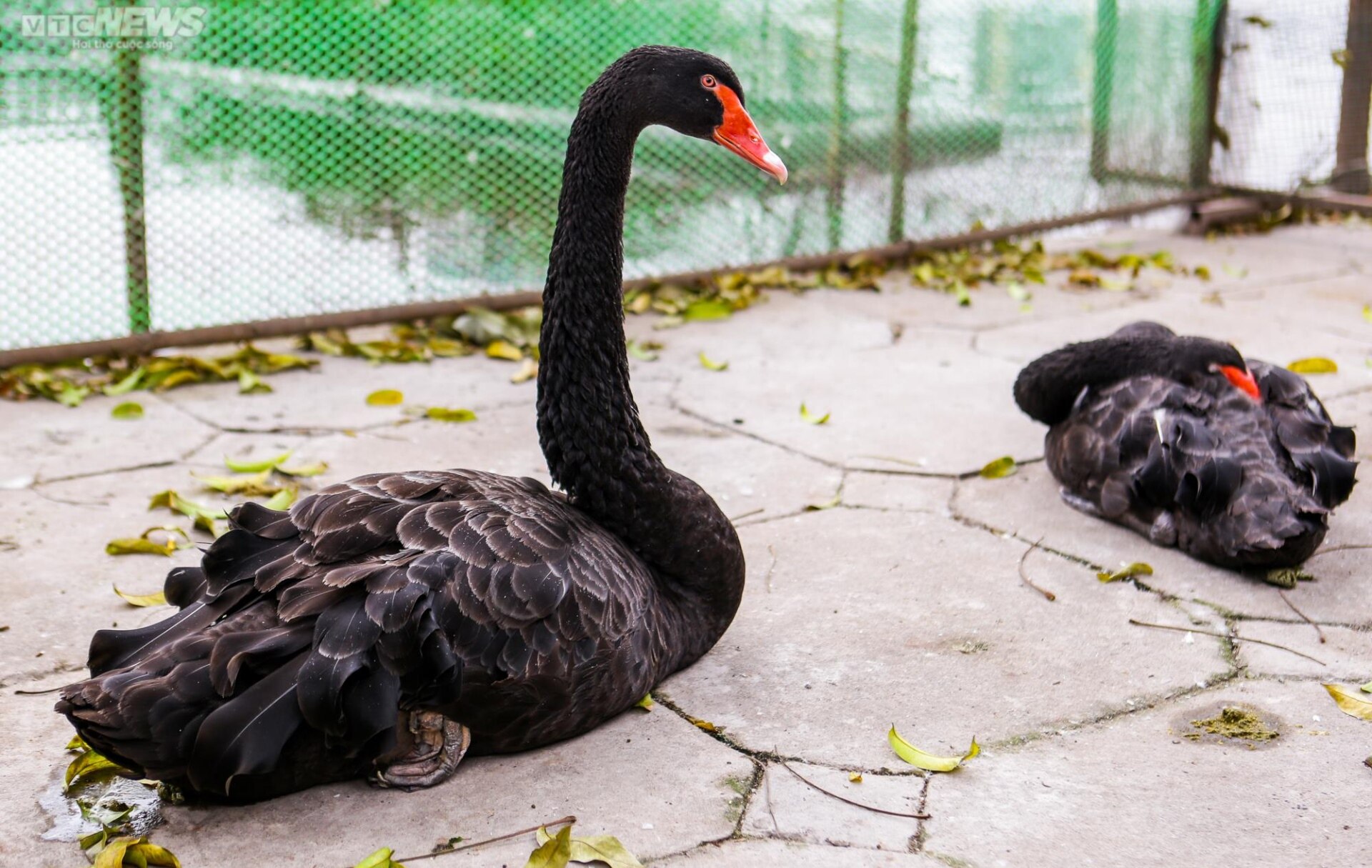12 con thiên nga đầu tiên được Hà Nội thí điểm nuôi ở hồ Thiền Quang ...