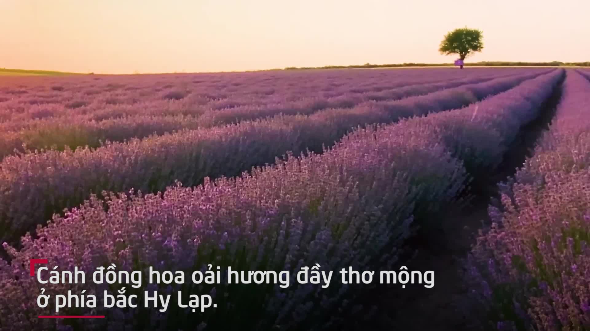 Ngắm cánh đồng hoa oải hương tím ngút ngàn ở Hy Lạp VIDEO CLIP | soha.vn