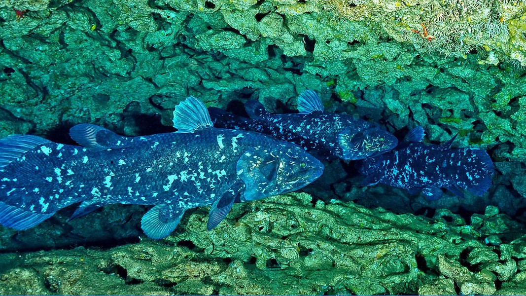 Bất ngờ tìm thấy cá Coelacanth cổ đại: Hóa thạch sống Thọ 100 năm