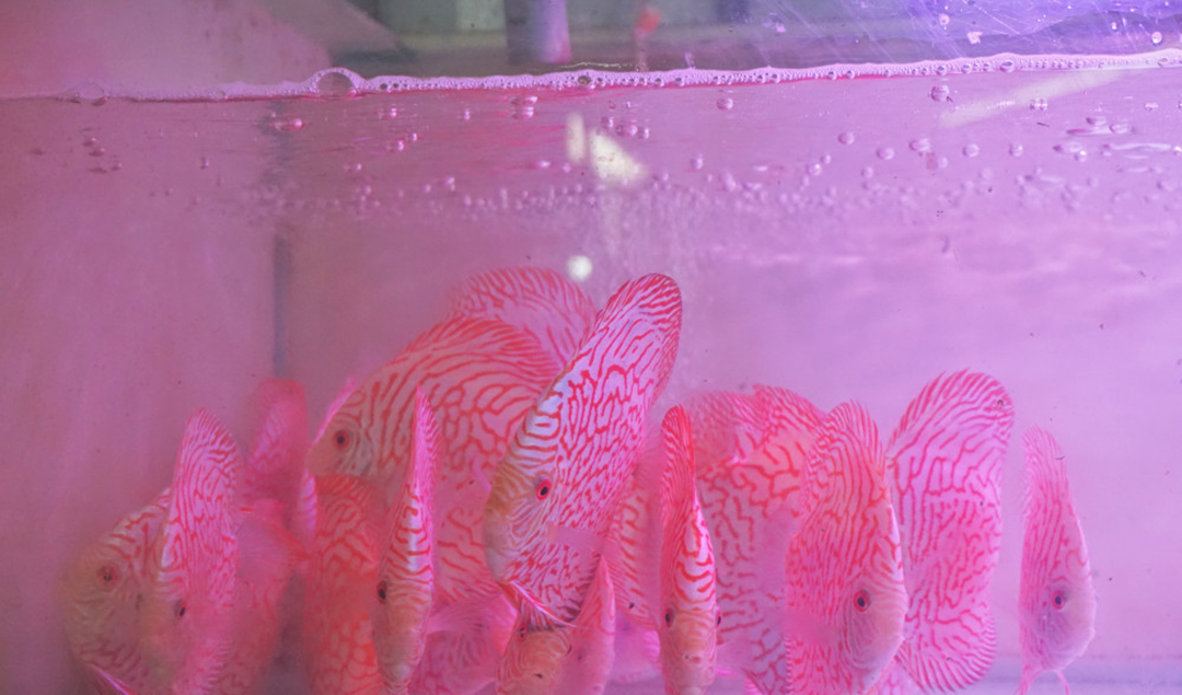 Ông nông dân lãi 6 tỷ đồng nhờ "bẻ lái" nuôi con "hiền như cục đất ...