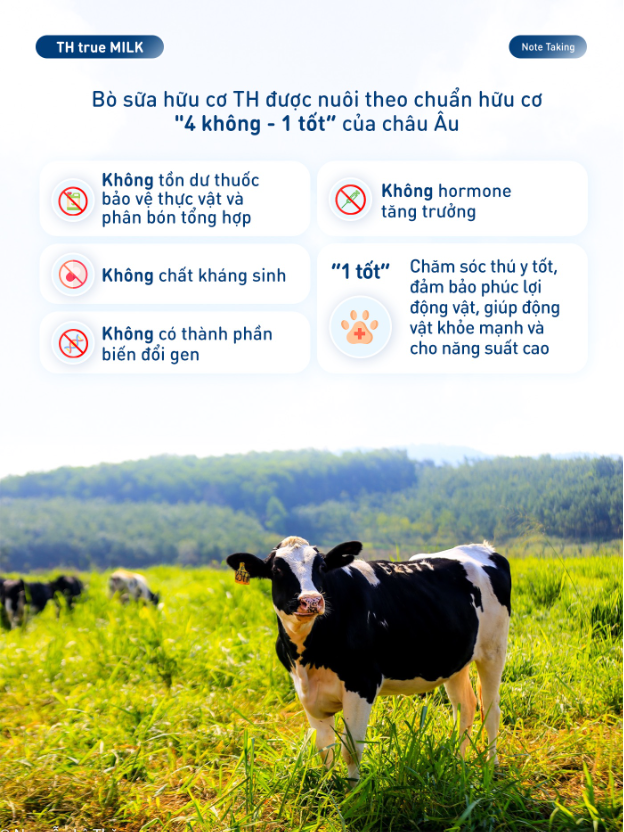 Quy trình từ đồng cỏ xanh đến ly sữa sạch tại Trang trại bò sữa hữu cơ ...