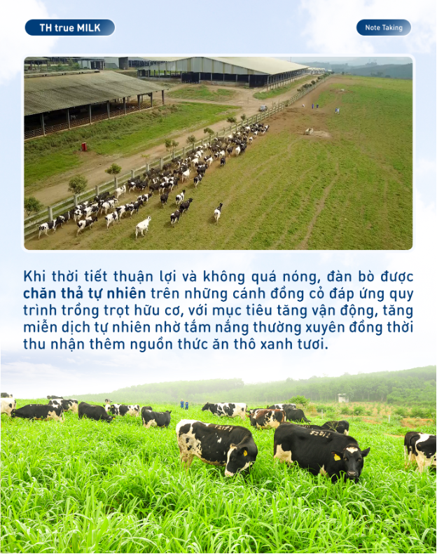 Quy trình từ đồng cỏ xanh đến ly sữa sạch tại Trang trại bò sữa hữu cơ ...