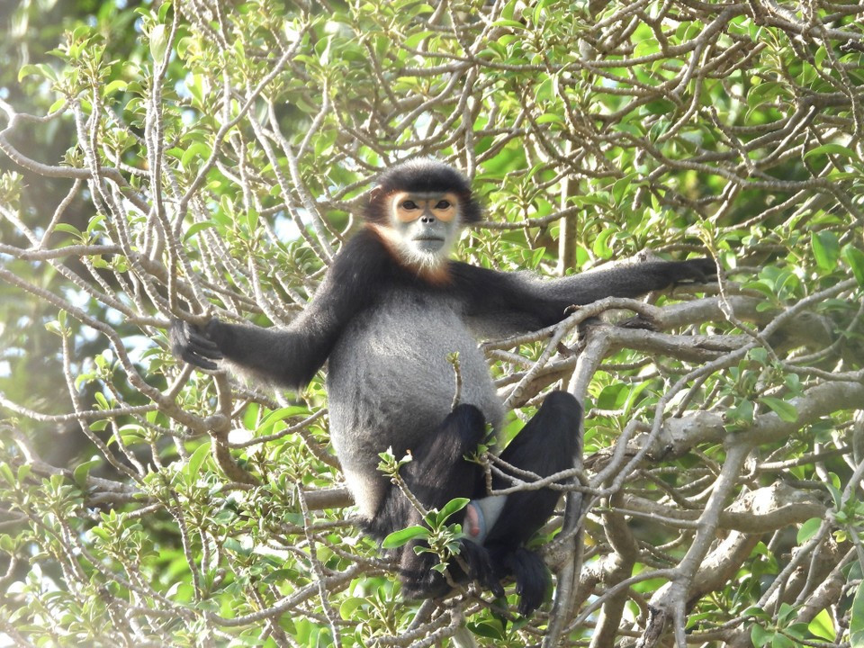 Phát hiện Chà vá chân đen cực kỳ quý hiếm ở Đắc Lắk