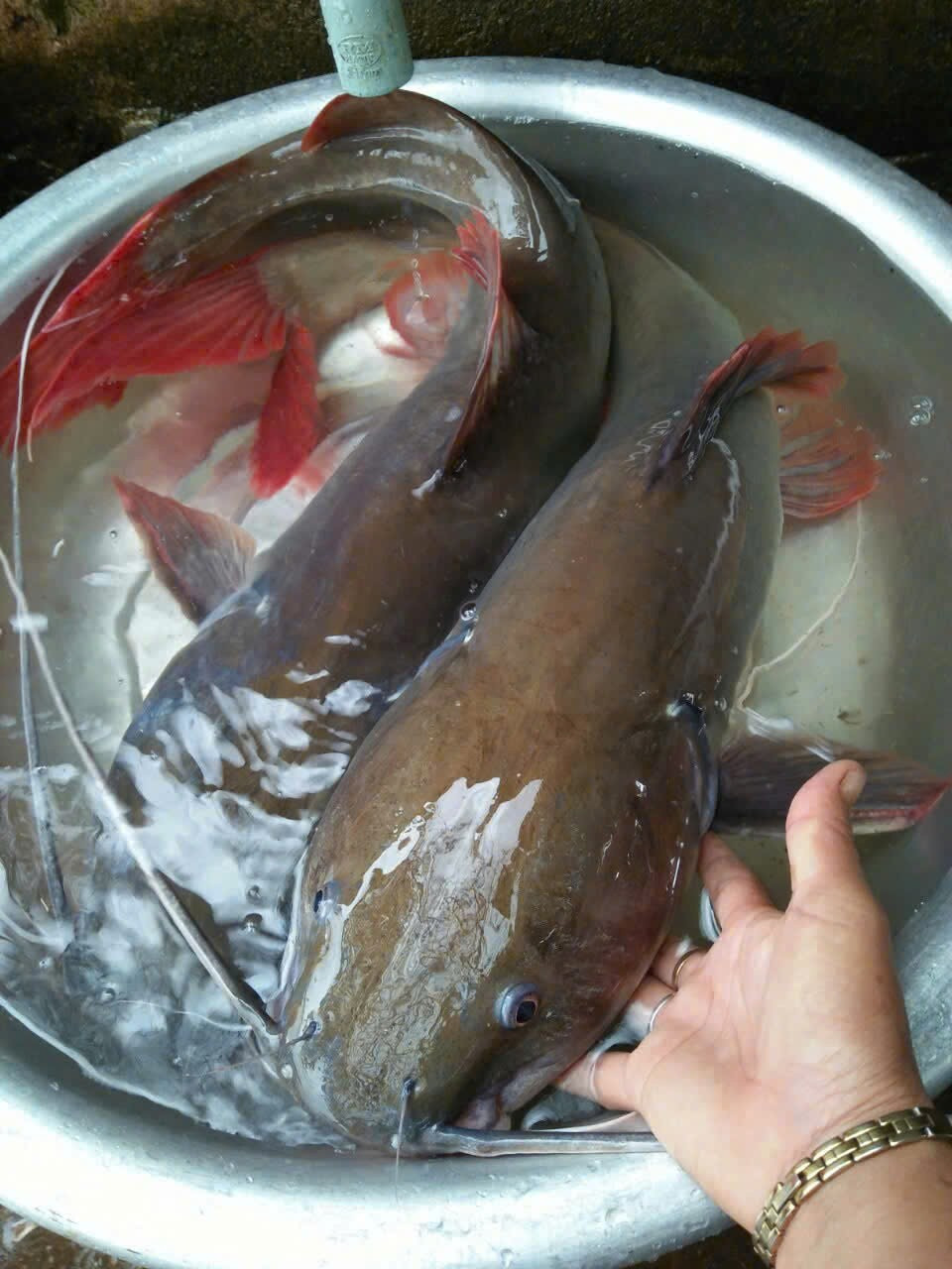 Khuất phục 'thủy quái' sông Sêrêpôk