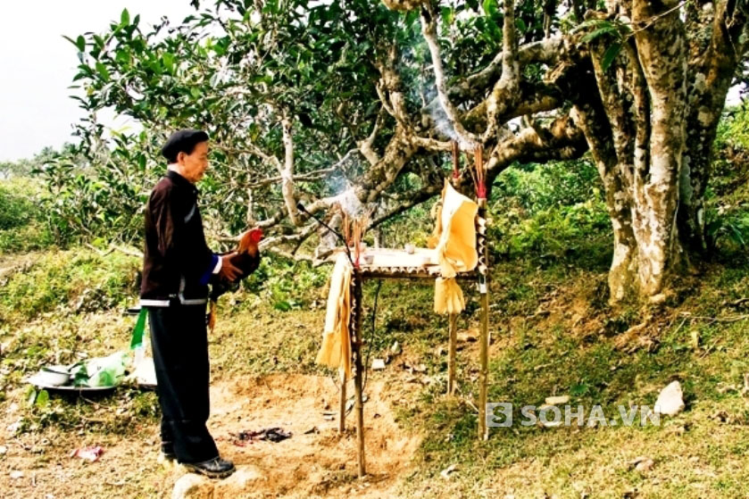 Xuân về lên Suối Giàng thưởng thức chè San tuyết