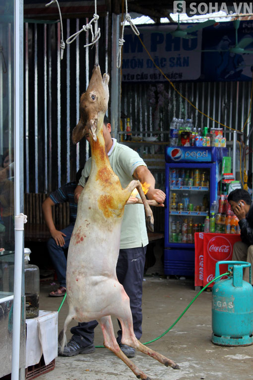 Bóc mẽ các loại thịt thú rừng ở Chùa Hương