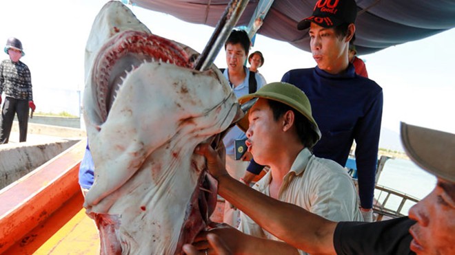 Câu cá mập ở Hoàng Sa