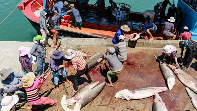 Câu cá mập ở Hoàng Sa