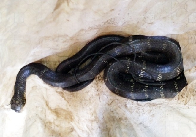 Những con rắn "siêu khủng" bị người dân tóm gọn trong năm qua