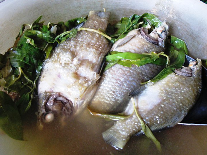 Cá diếc và những bài thuốc tuyệt vời cho sức khỏe