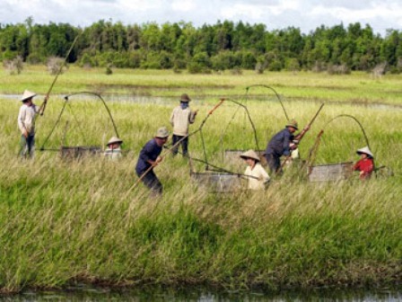 Bí ẩn về loài "lúa ma" đặc biệt ở Việt Nam