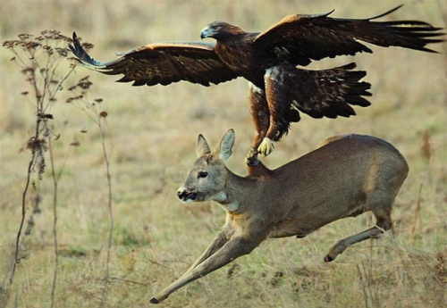 Bí ẩn sức mạnh đại bàng – “Chúa tể bầu trời”