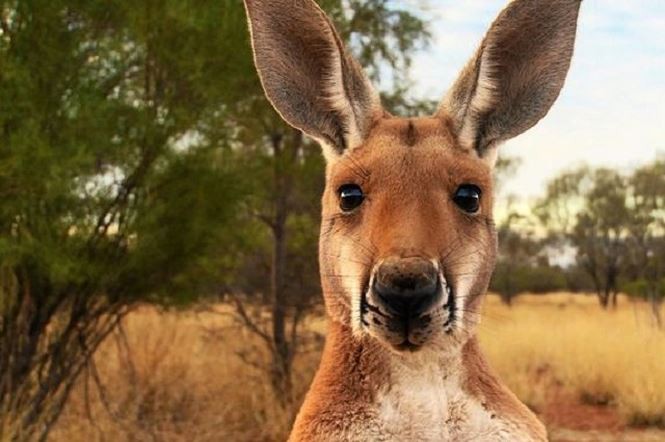Những sự thật ít biết về loài kangaroo