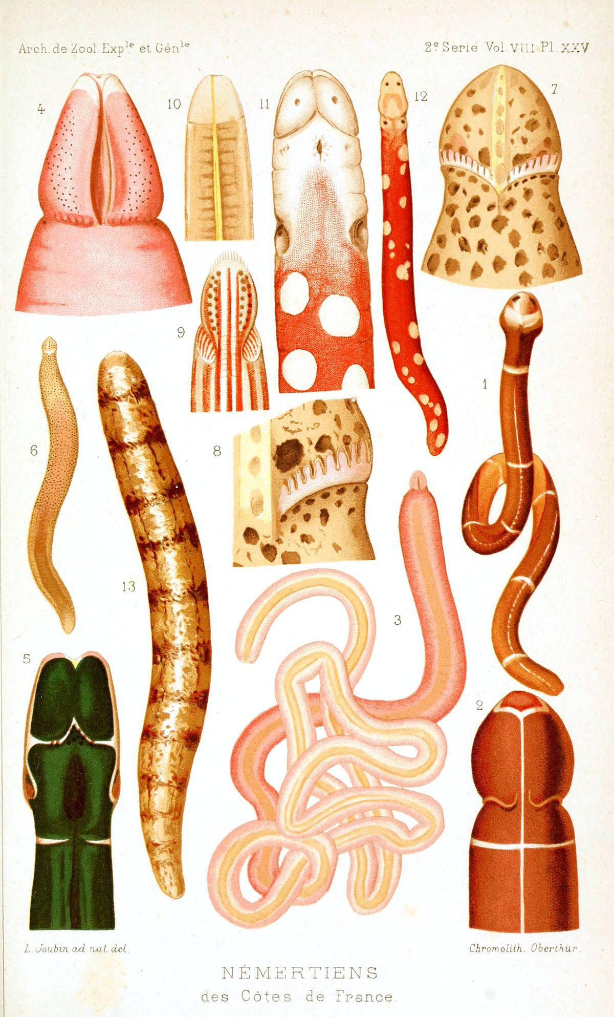 Cận cảnh loài giun dài nhất nhì thế giới, sở hữu chất độc thần kinh mạnh