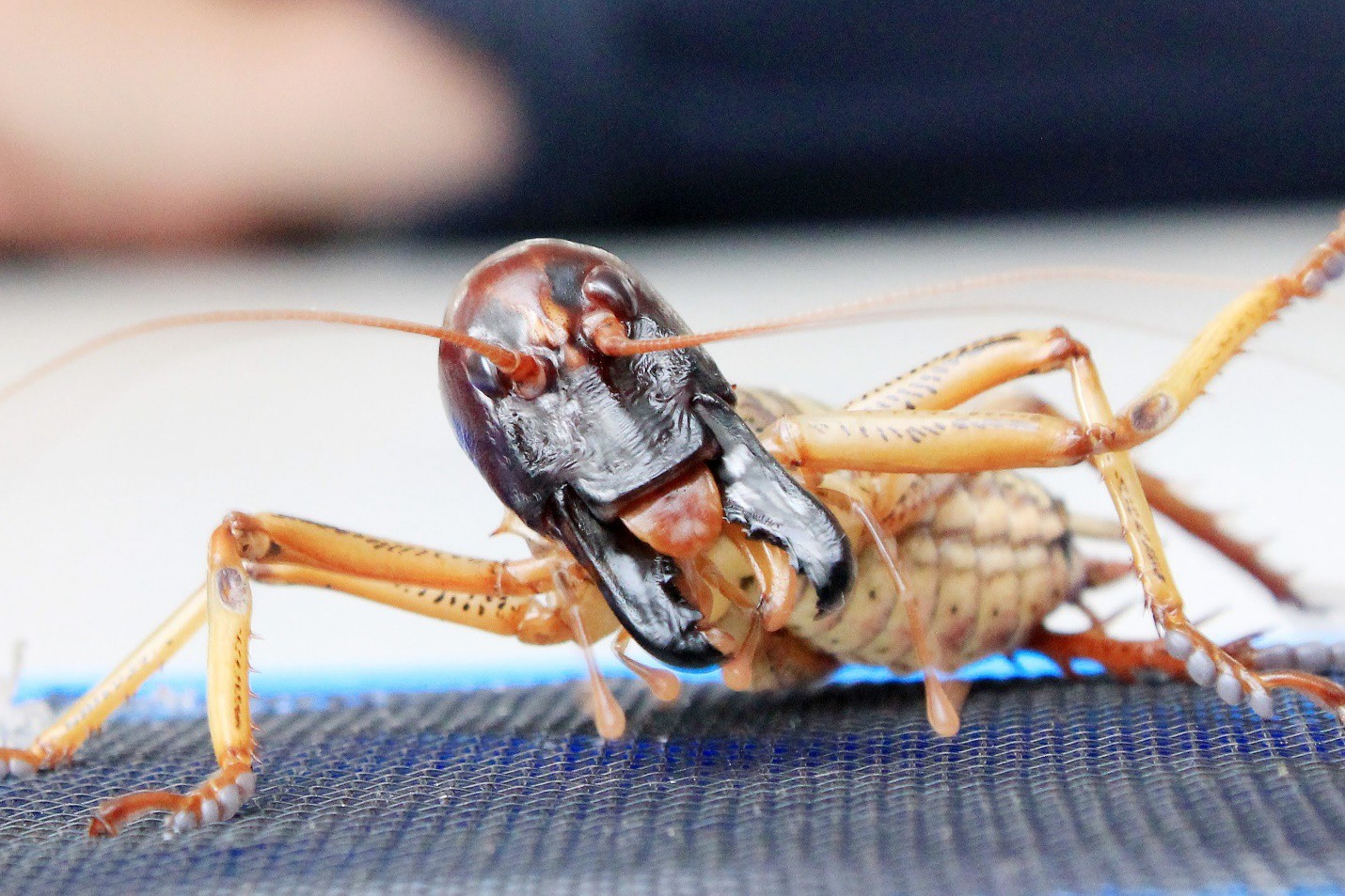 Phát hiện loài dơi khổng lồ, bò lổm ngổm trên mặt đất bằng 4 chân