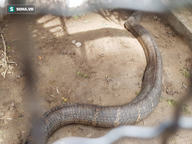 Cận cảnh cặp rắn hổ mây "khủng" vừa bắt được dưới chân núi Cấm được ...
