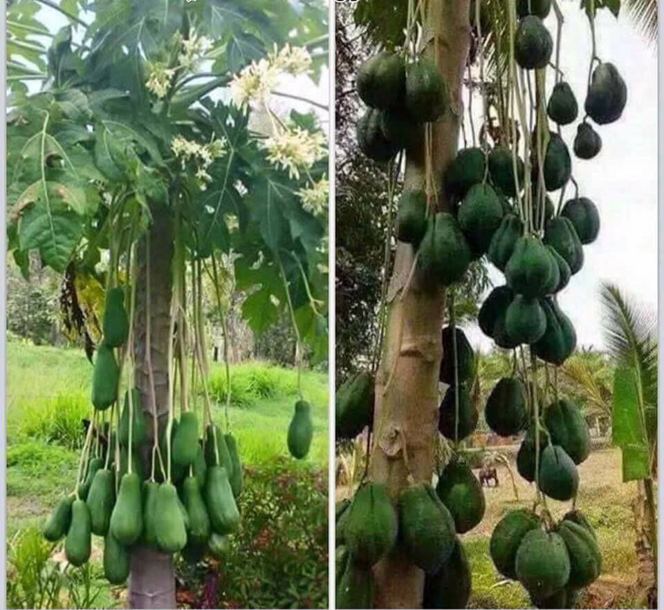 Hình ảnh cây đu đủ trong vườn khiến nhiều người bất ngờ, không ngừng ...