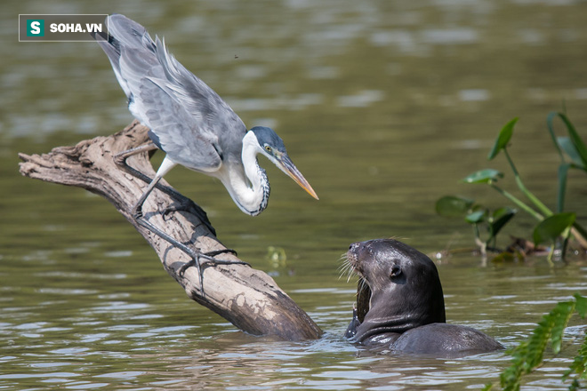 Chim diệc phạm sai lầm nghiêm trọng, ngay lập tức bị kẻ thù trừng phạt