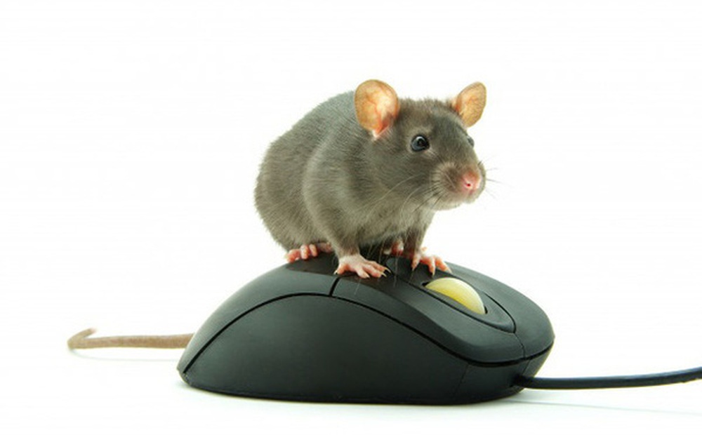 Vì sao chuột máy tính lại được gọi là... 'chuột', thay vì tên của một ...