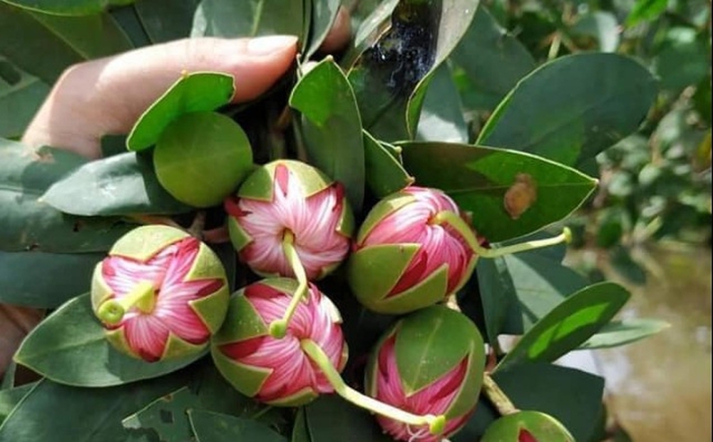 Loại hoa rụng đầy gốc không ai nhặt lại là đặc sản ẩm thực miền Tây