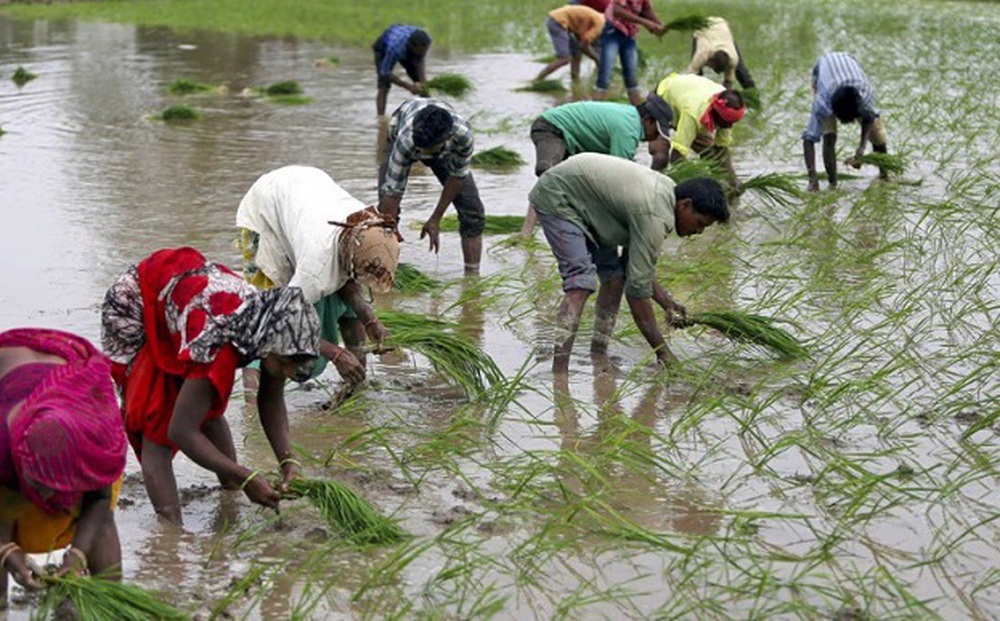 Thời tiết cực đoan đe dọa các vựa lúa của châu Á
