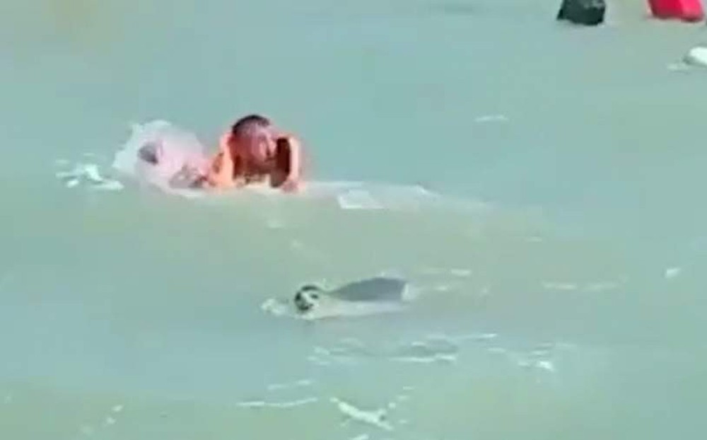 Video hải cẩu tấn công người ở biển Caspi