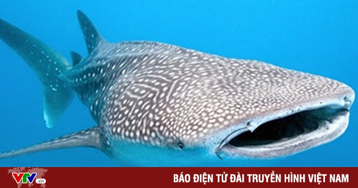 Những sự thật thú vị về loài cá mập có thể bạn chưa biết