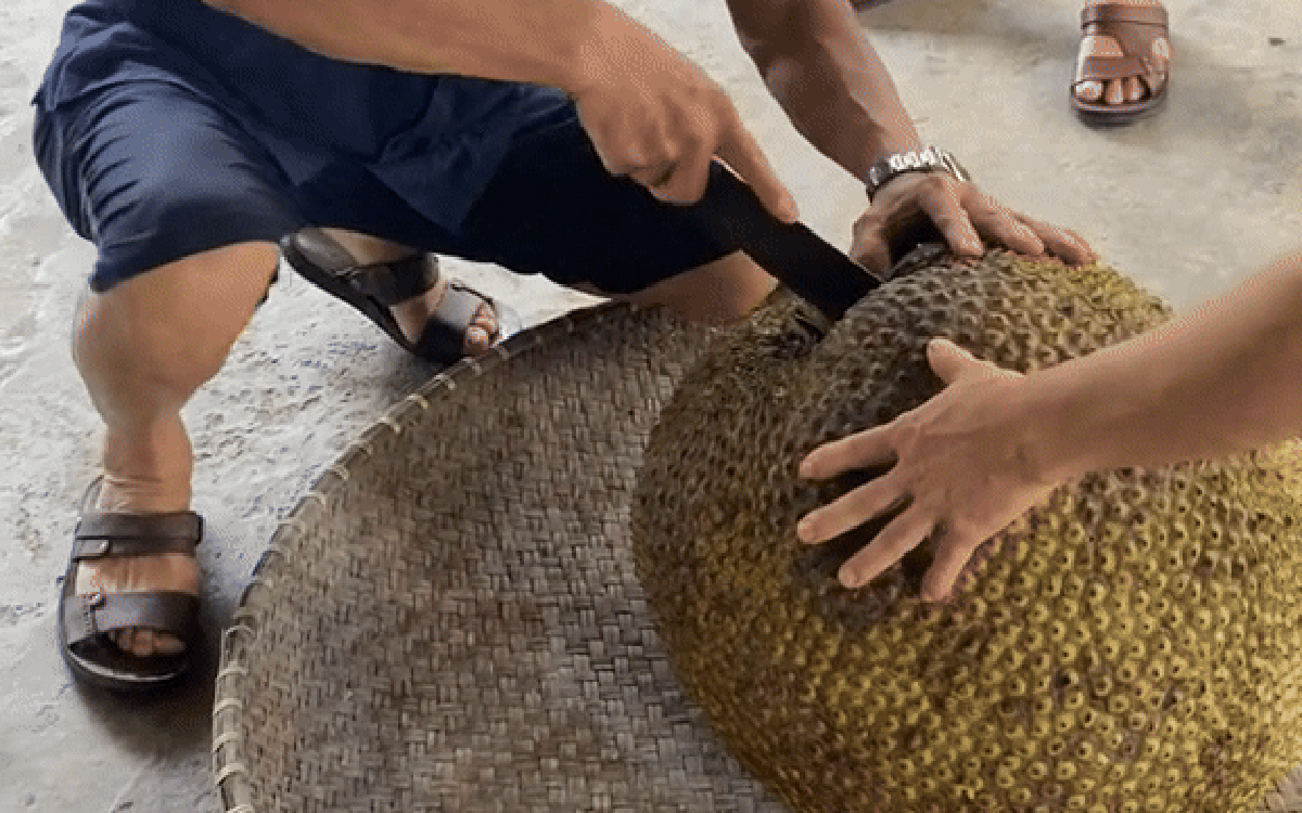 Chủ nhà bổ quả mít 54,5kg ở Hải Dương, múi mít bên trong gây ngỡ ngàng