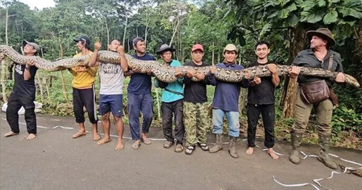 Vô tình bắt được "quái thú" dài hơn 7m, nặng gần 100kg: Guinness tìm ...
