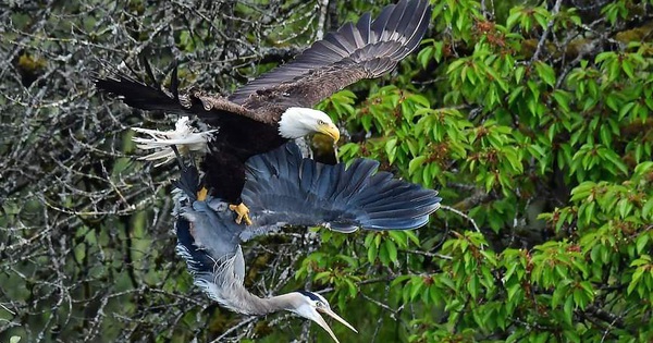 Hai con chim diệc xanh lớn bất ngờ bị một 'bóng đen' lao xuống tấn công ...