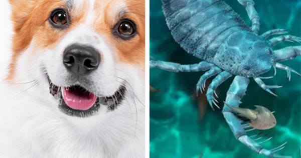 Con bọ cạp biển to bằng chó nhà xuất hiện ở Trung Quốc