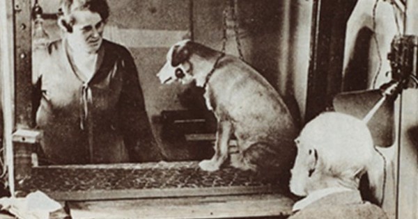 Con chó của Pavlov: Thử nghiệm cách mạng hóa tâm lý học