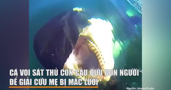 Cá voi sát thủ con cầu cứu con người để giải cứu mẹ bị mắc lưới