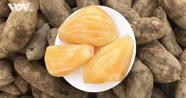 Loại sâm bán rẻ như khoai lang có gì đặc biệt?