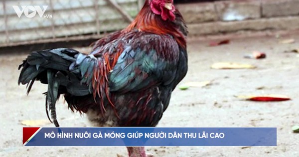 Làm giàu từ gà trong Sách đỏ nhưng không bị cấm nuôi