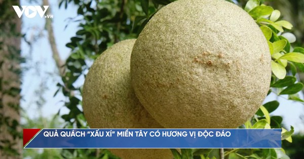 Quả quách “xấu xí” miền Tây mang hương vị độc đáo