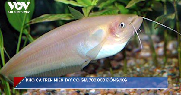 Cá đặc sản miền Tây có tên rất lạ, giá đến 700.000 đồng/kg