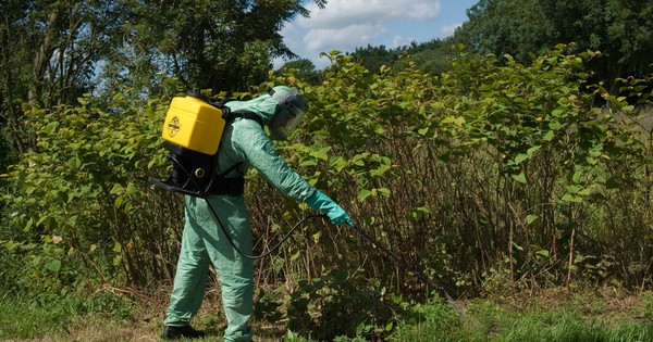 Loài cây “ác mộng” khiến Anh phải chi hơn 8.733 tỷ đồng/năm để tiêu ...