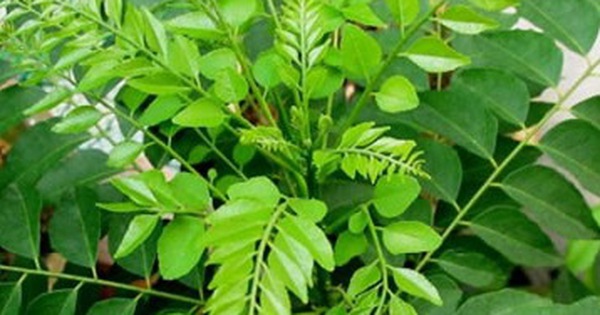 Lá cà ri - vị thuốc quý