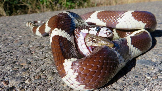 rắn hổ đất: Video: Rắn hổ trâu ăn thịt đồng loại theo kiểu kinh dị ...