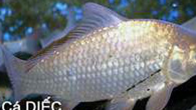 cá diếc: Cá diếc giúp “cậu nhỏ” khỏe mạnh | soha.vn